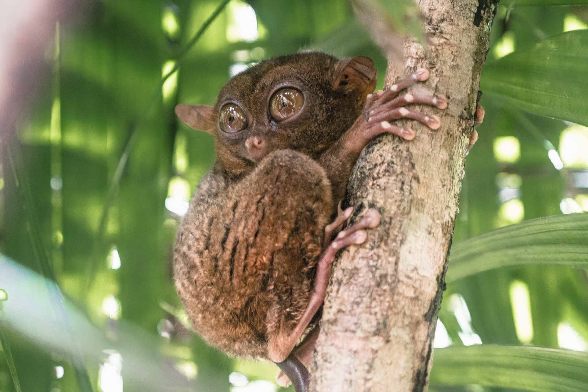 Tarsier Monkeys og Chocolate Hills på Bohol – Nordombord