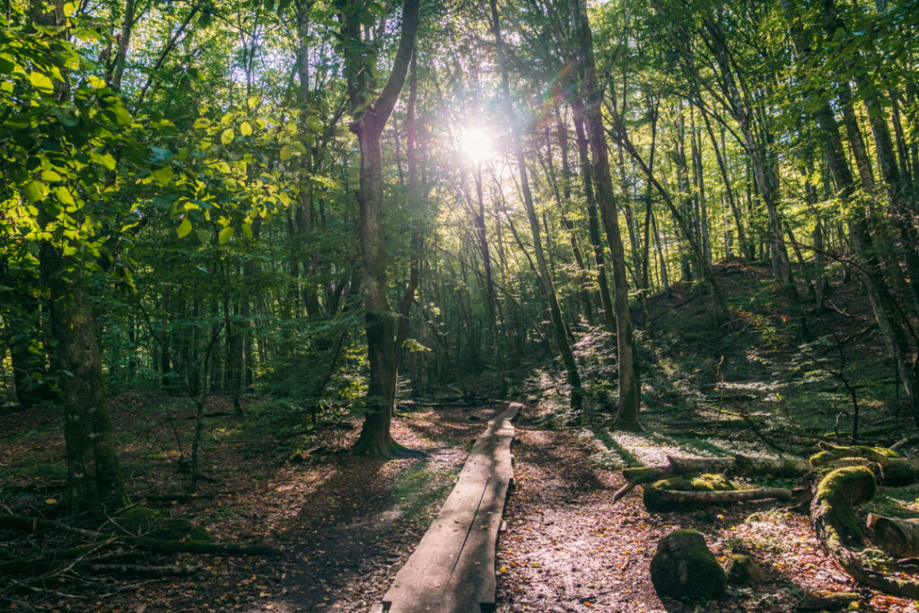 På vandretur i Söderåsen Nationalpark i Skåne, Sverige – Nordombord
