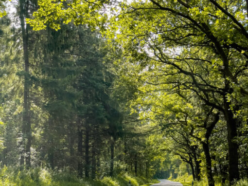Slesvig-Holsten rejseguide: Oplevelser & seværdigheder i den nordtyske ...