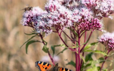 Slesvig-Holsten rejseguide: Oplevelser & seværdigheder i den nordtyske ...